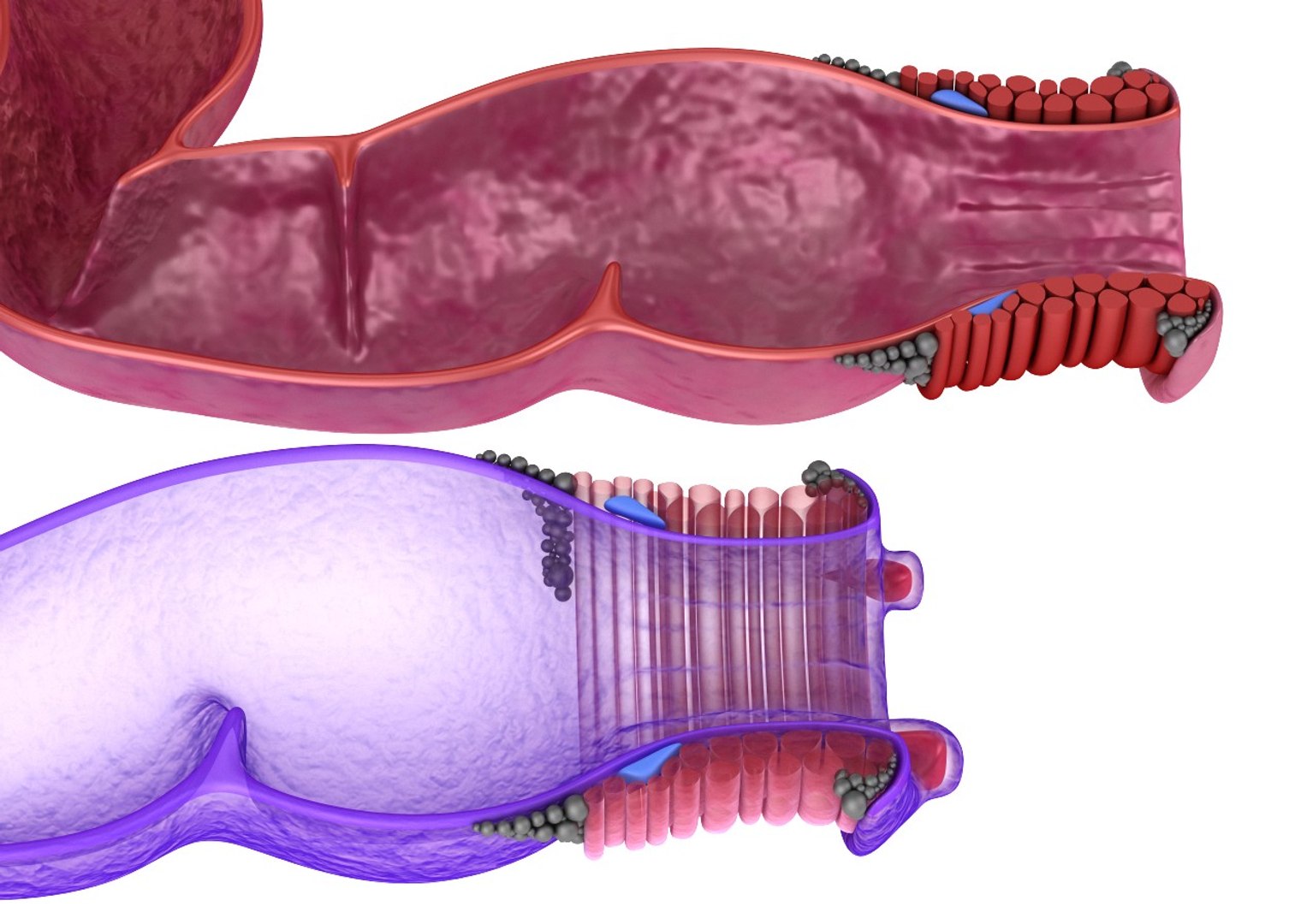 3D Model Anal Anatomy Rectum Human | 1143897 | TurboSquid