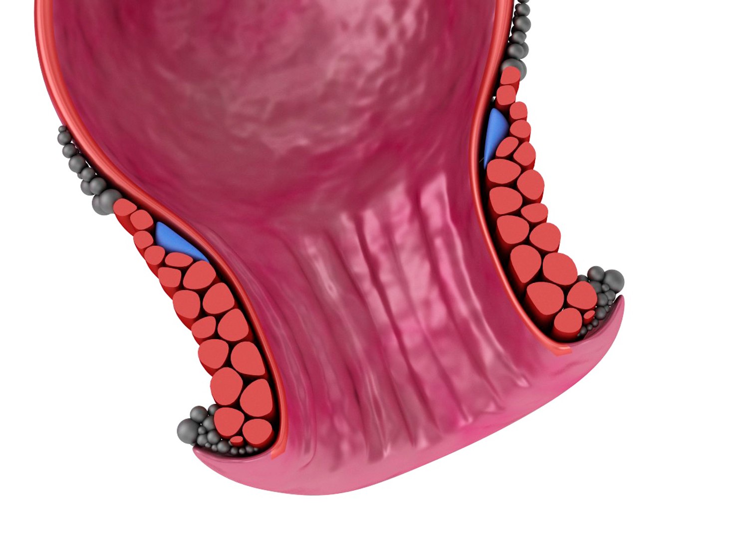 3D Model Anal Anatomy Rectum Human | 1143897 | TurboSquid