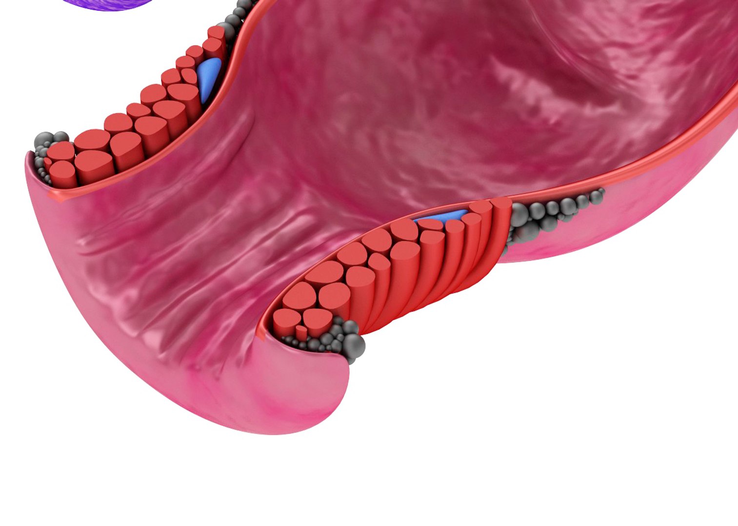 3D Model Anal Anatomy Rectum Human | 1143897 | TurboSquid