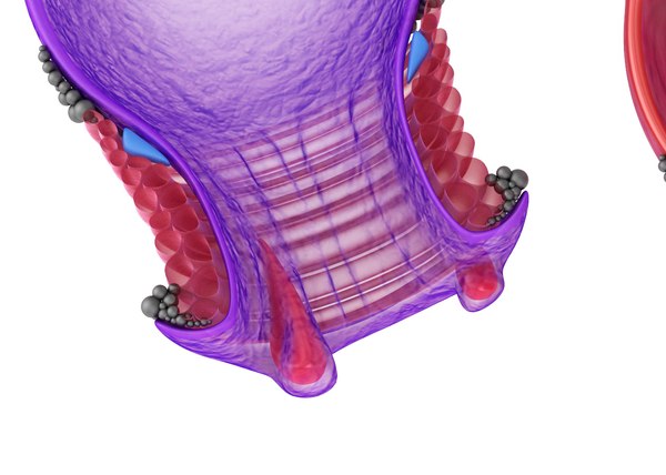 3D model anal anatomy rectum human | 1143897 | TurboSquid