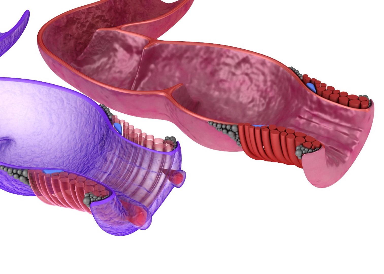 3D Model Anal Anatomy Rectum Human | 1143897 | TurboSquid