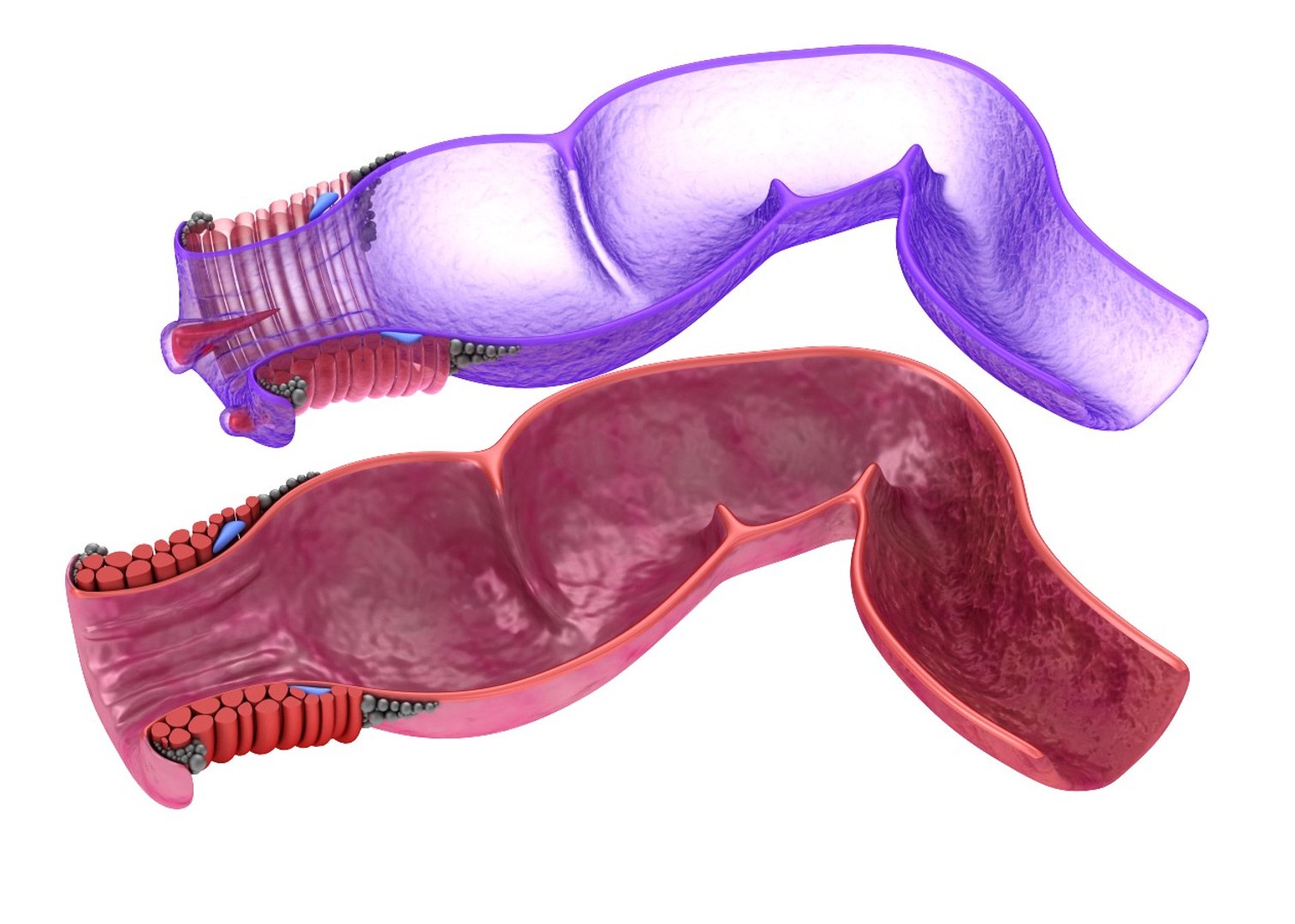 3D Model Anal Anatomy Rectum Human | 1143897 | TurboSquid