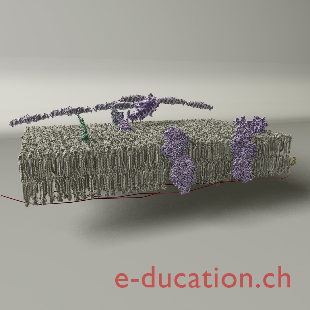 3d Biological Membrane Transport