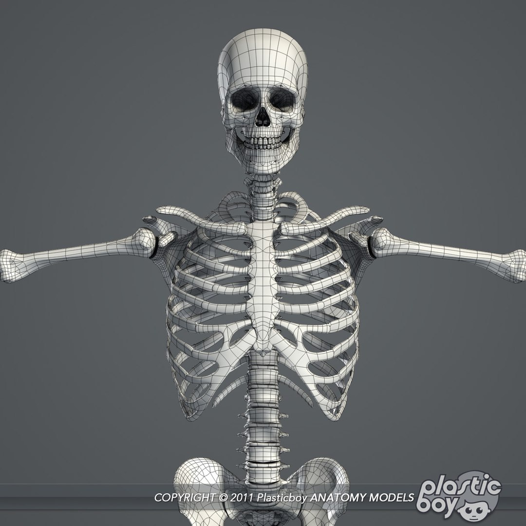 Rigged Human Female Skeletal 3D Model - TurboSquid 1333815