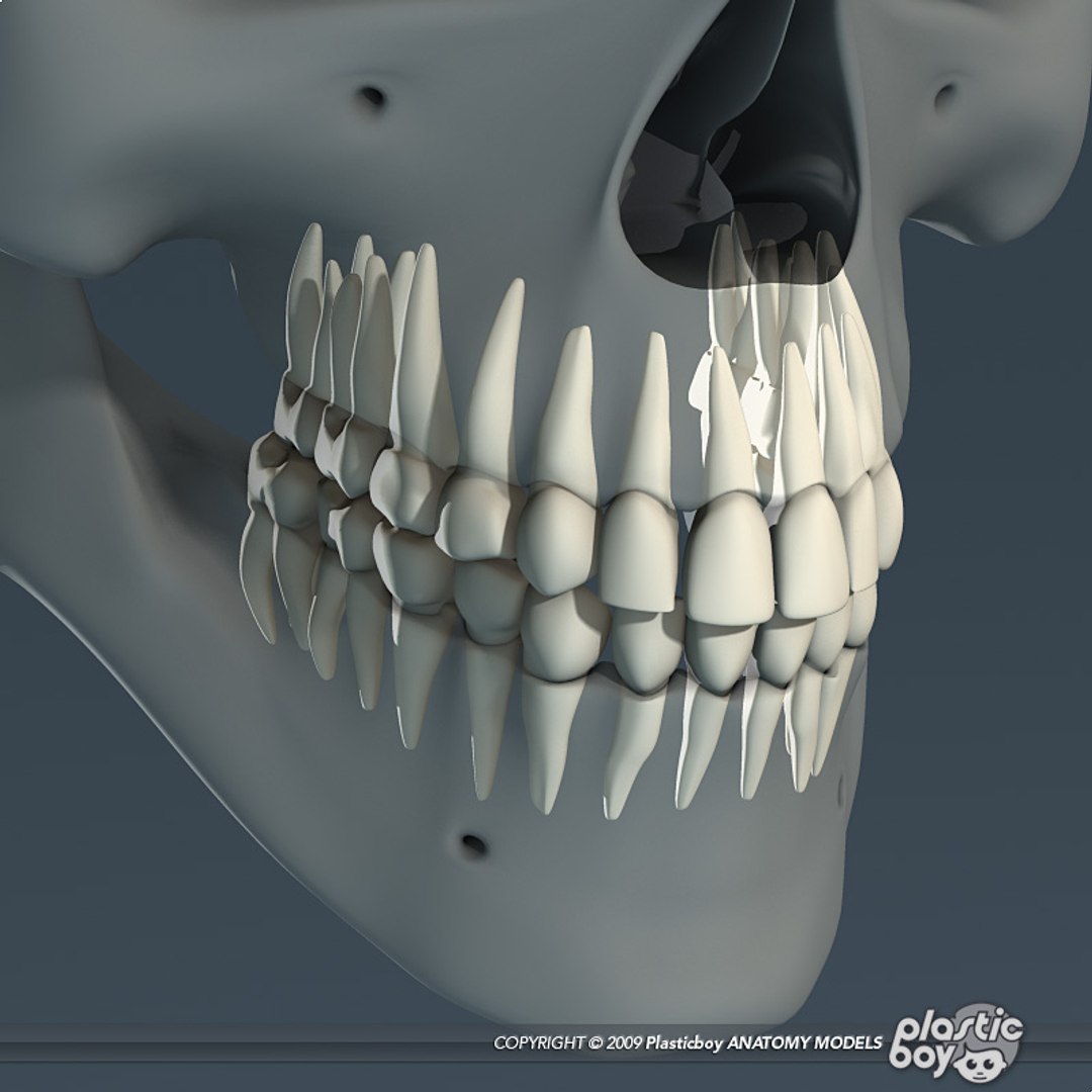 Rigged Human Female Skeletal 3D Model - TurboSquid 1333815