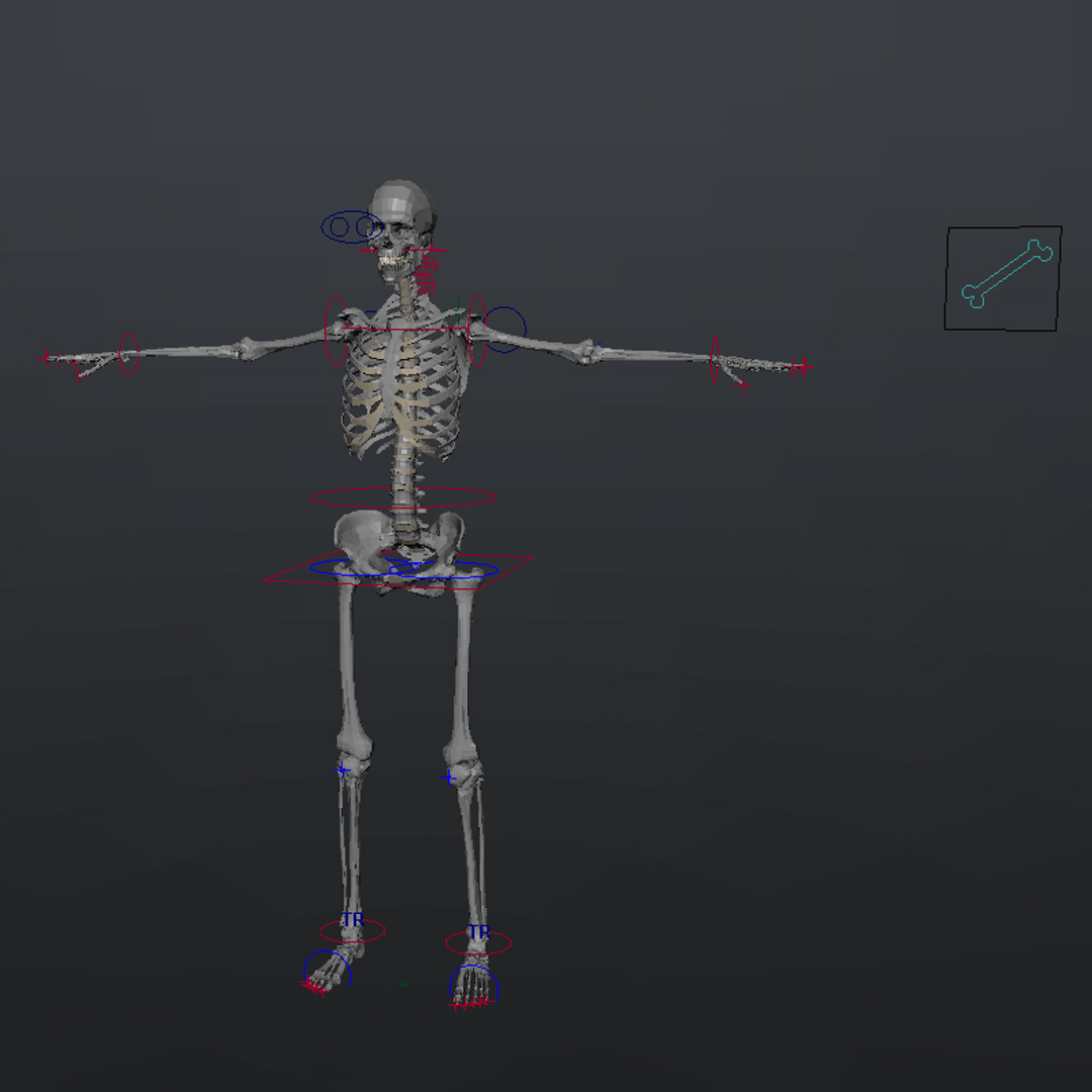 Rigged human female skeletal 3D model - TurboSquid 1333815