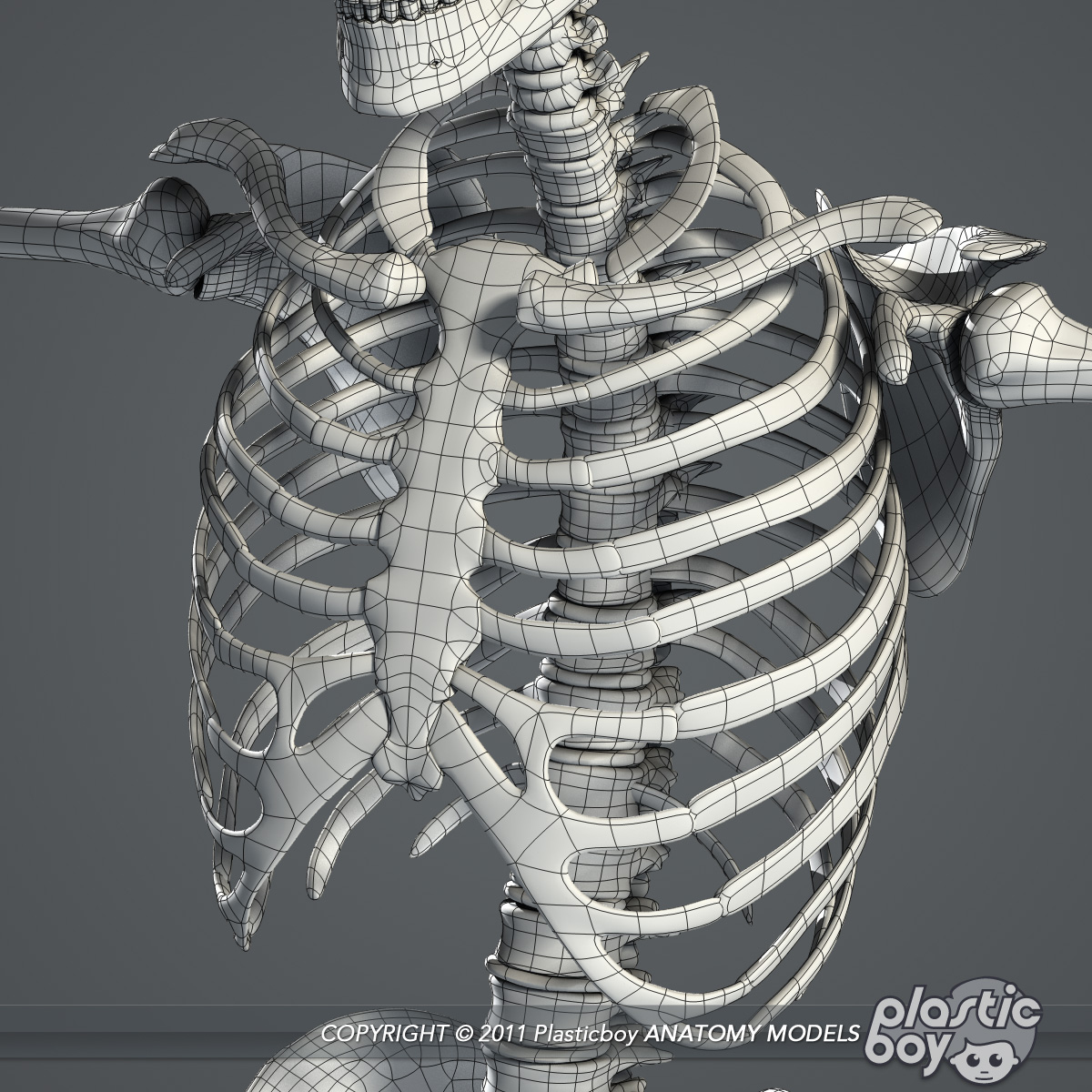Rigged human female skeletal 3D model - TurboSquid 1333815