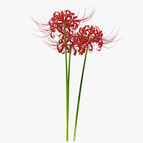 Spider Lily Flower 3D model - TurboSquid 2045912
