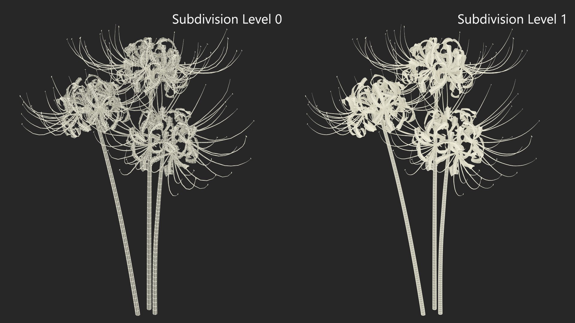 3D Spider Lily Flowers Bouquet Model - TurboSquid 2044796