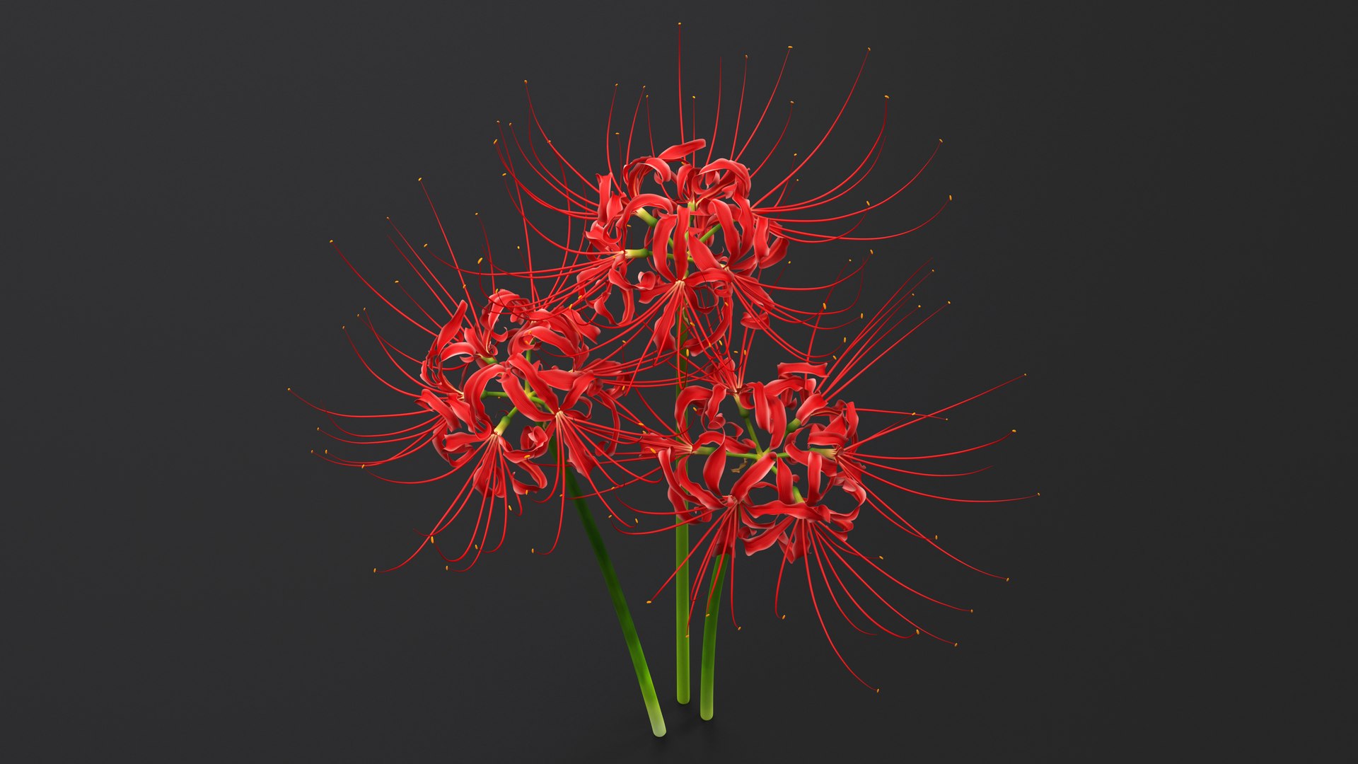 3D Spider Lily Flowers Bouquet Model - TurboSquid 2044796