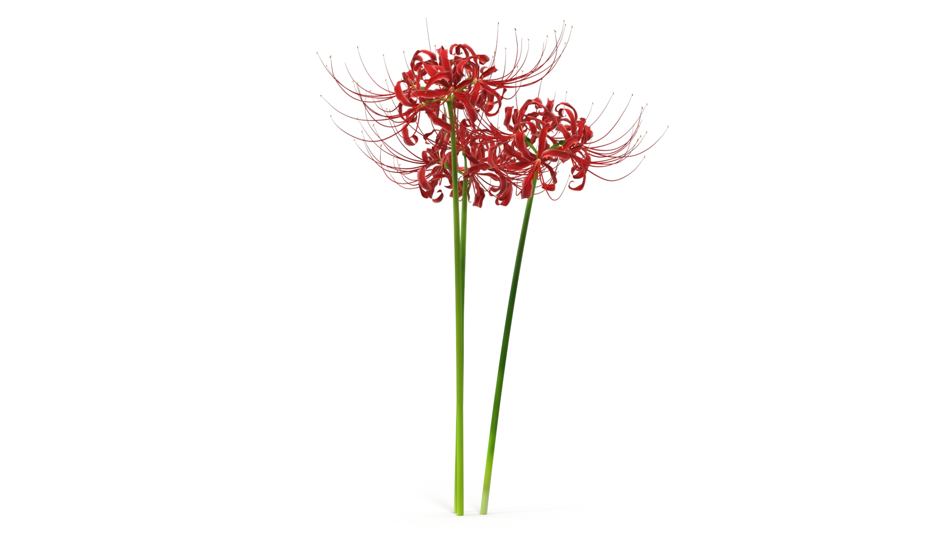 3D Spider Lily Flowers Bouquet Model - TurboSquid 2044796
