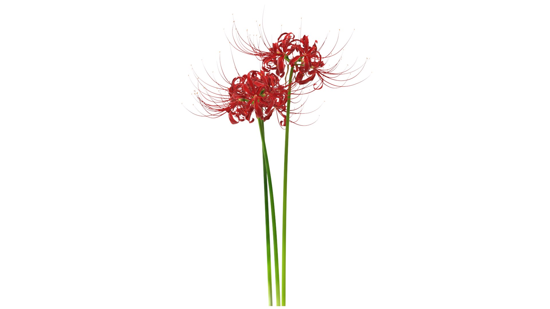 3D Spider Lily Flowers Bouquet Model - TurboSquid 2044796