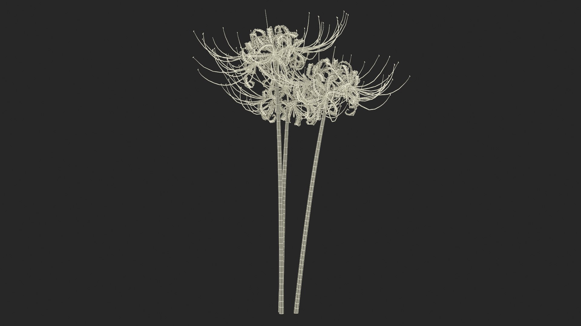 3D Spider Lily Flowers Bouquet model - TurboSquid 2044796