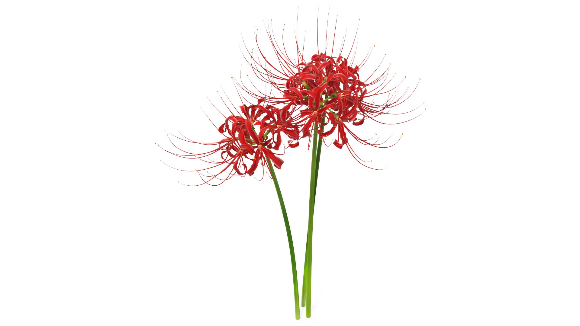 3D Spider Lily Flowers Bouquet Model - TurboSquid 2044796