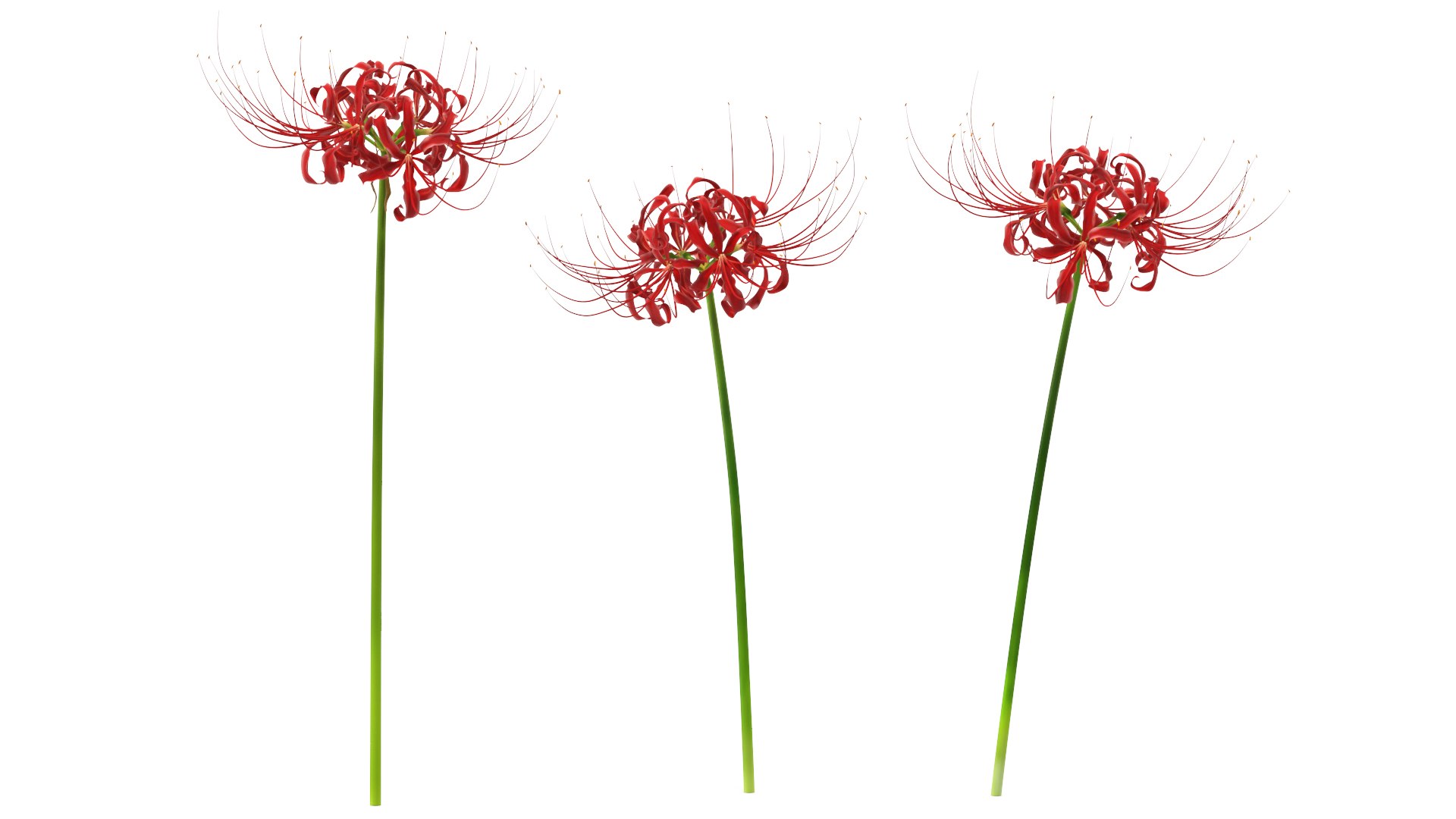 3D Spider Lily Flowers Bouquet Model - TurboSquid 2044796