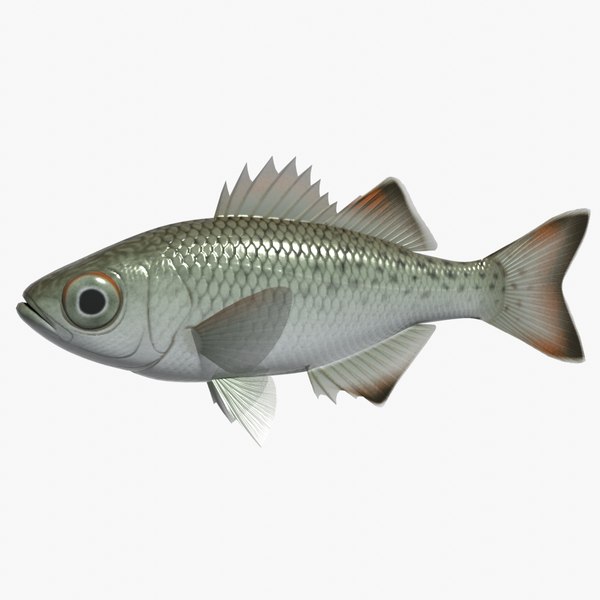 3D Dark margined flagtail model - TurboSquid 1806479