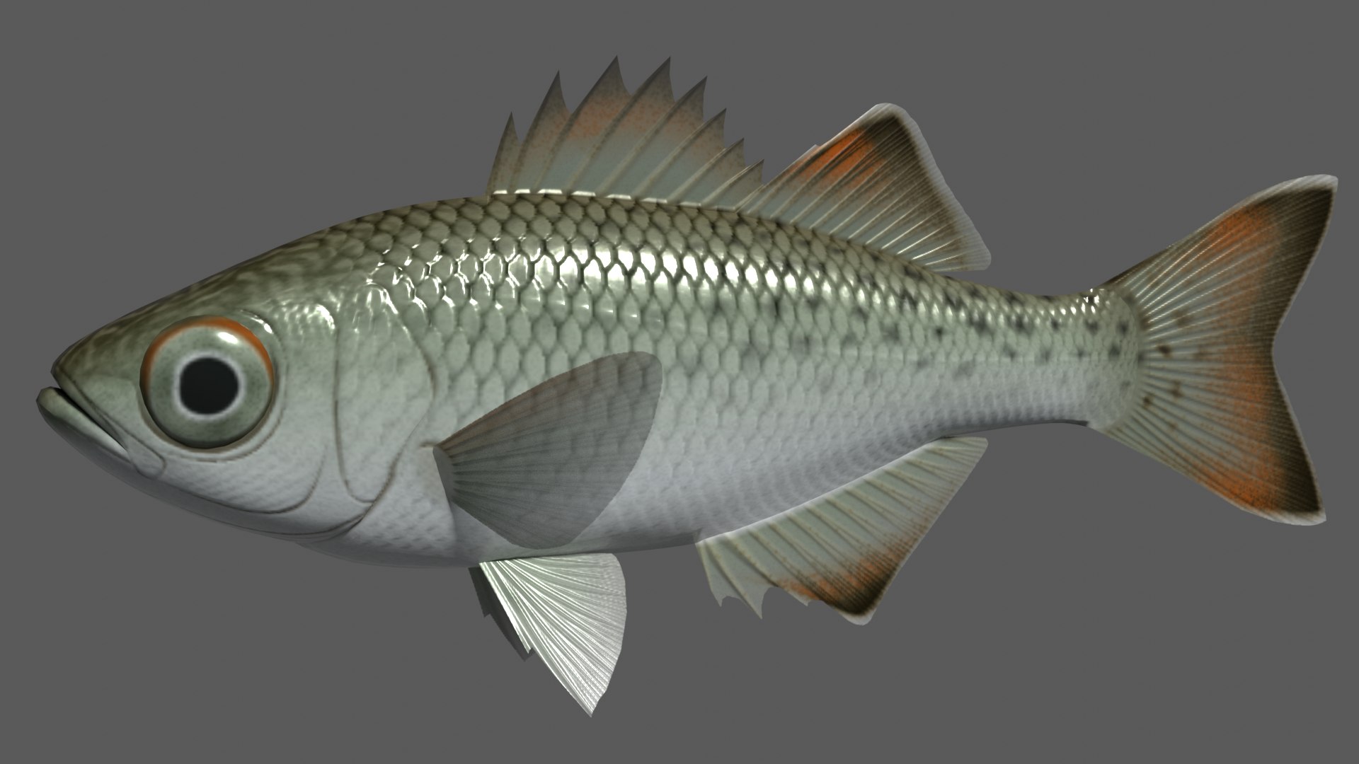 3D Dark Margined Flagtail Model - TurboSquid 1806479