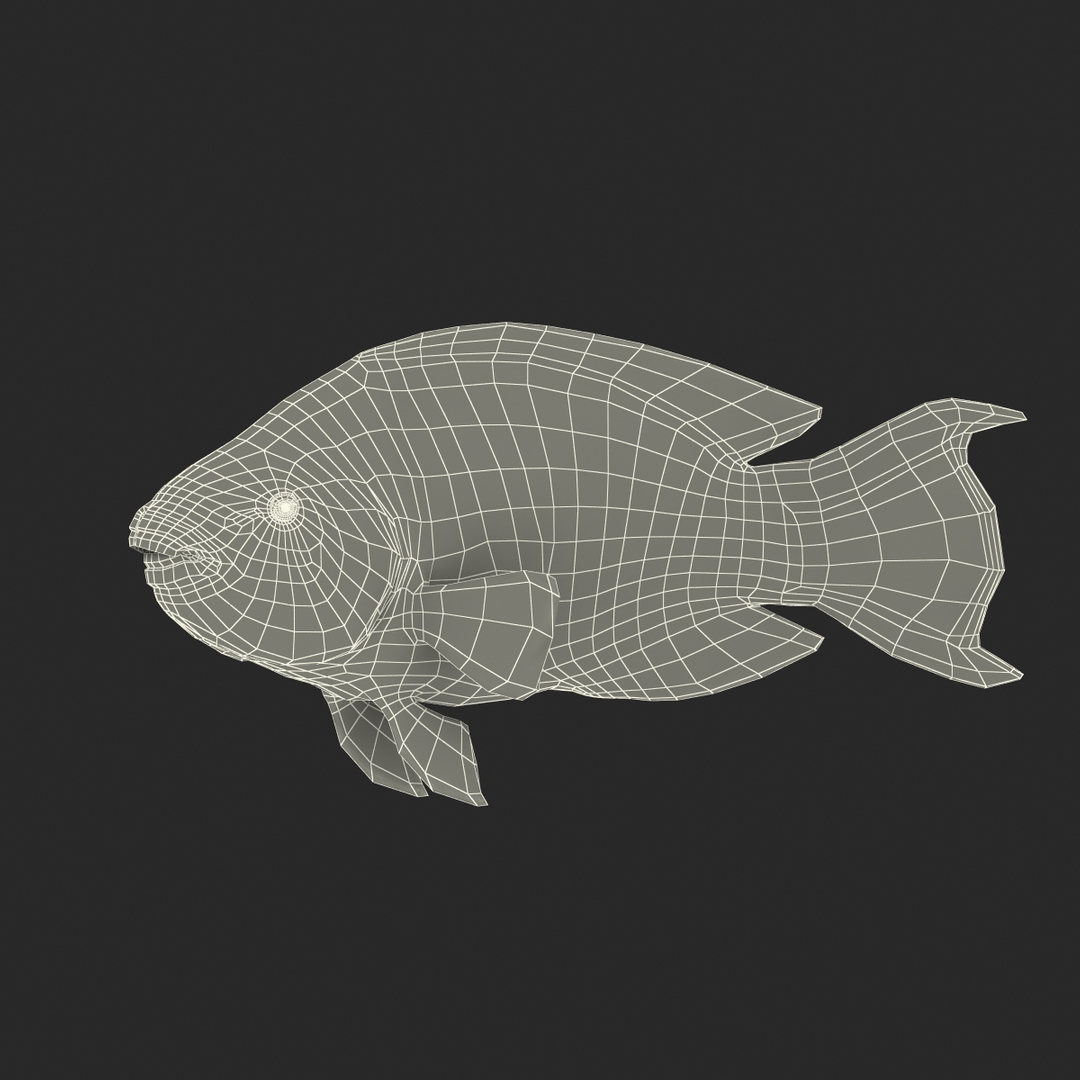 Rainbow Parrot Fish Pose 3d Model