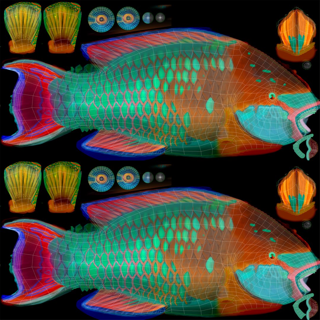 rainbow parrot fish pose 3d model