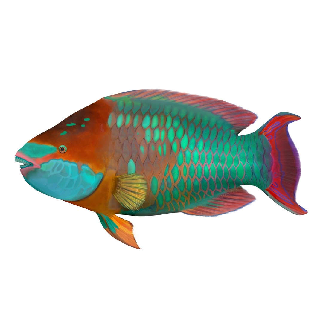 Rainbow Parrot Fish Pose 3d Model