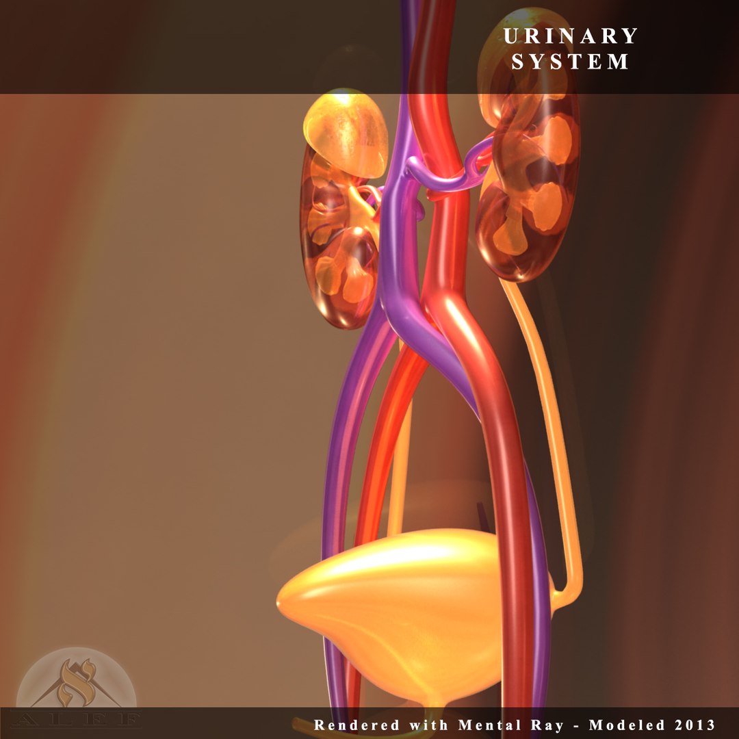 3d model of kidneys