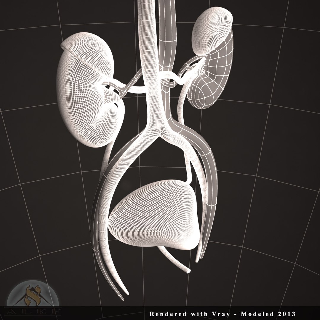 3d model of kidneys