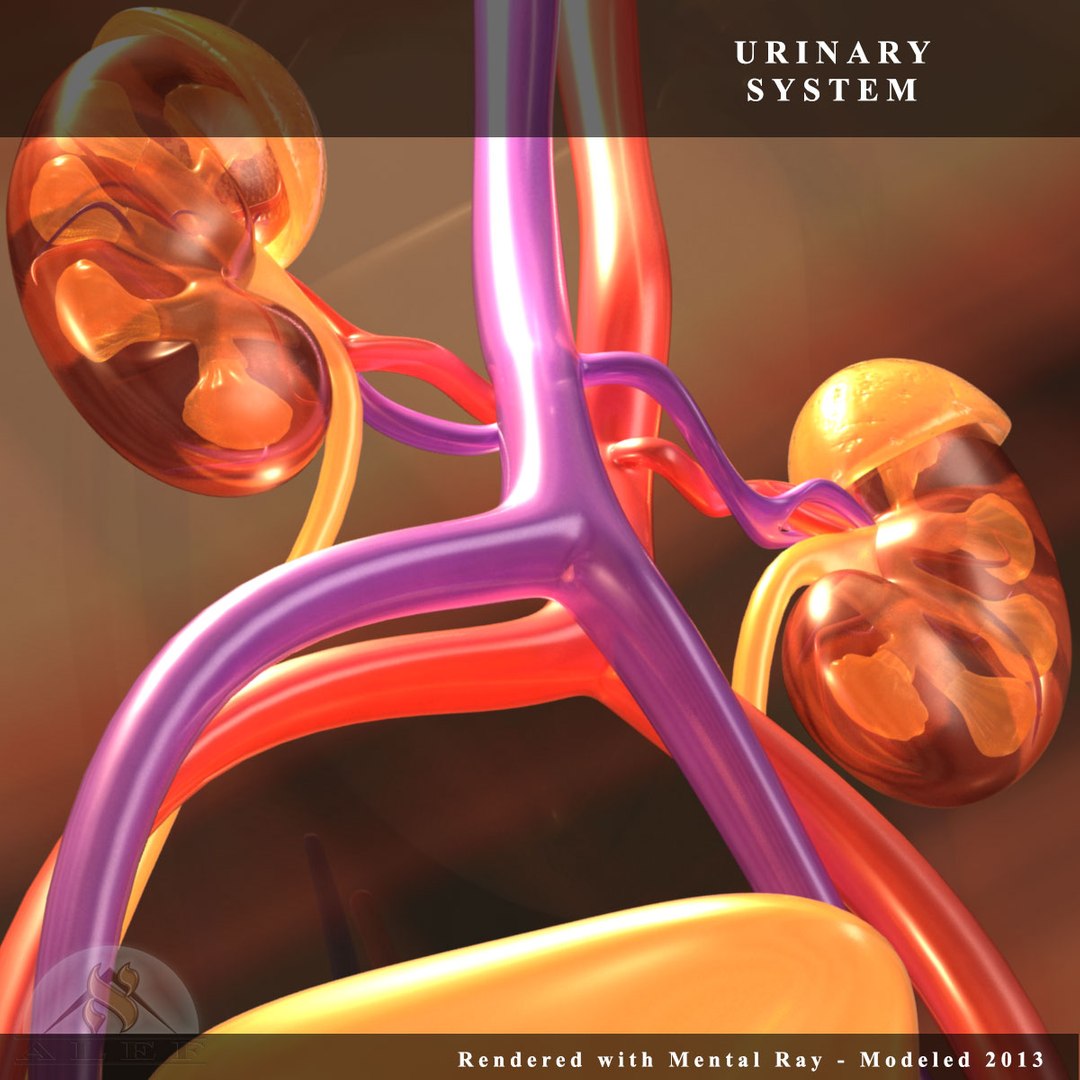 3d Model Of Kidneys