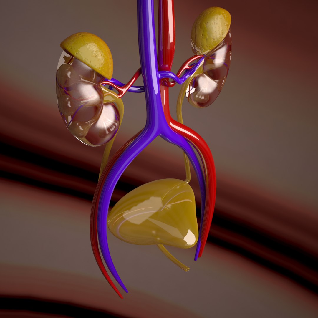 3d model of kidneys