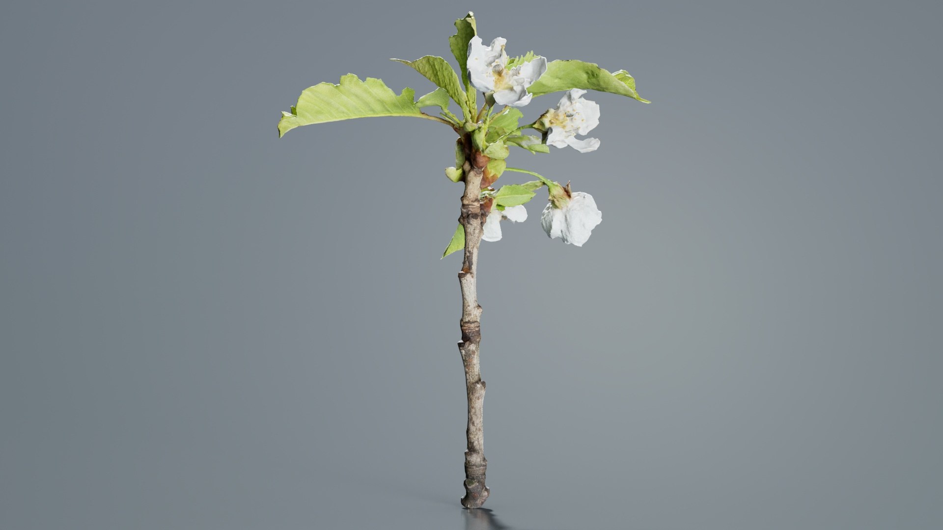 Prunus Avium Wild Cherry Rosaceae Sprout 2 Remastered 3D Model ...