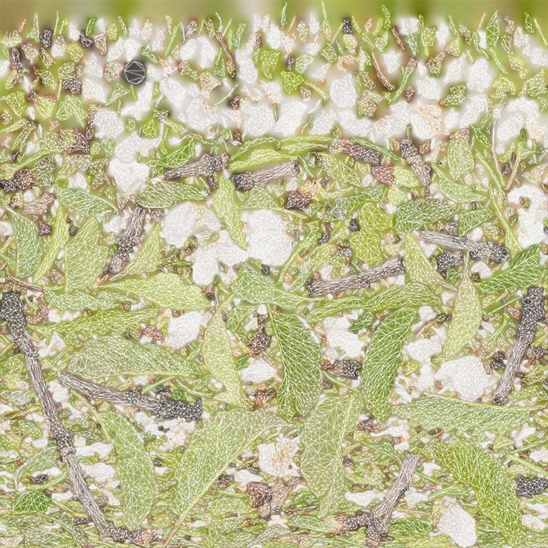 Prunus Avium Wild Cherry Rosaceae Sprout 2 Remastered 3D Model ...