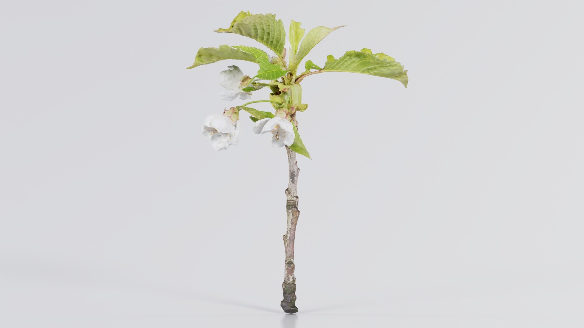 Prunus Avium Wild Cherry Rosaceae Sprout 2 Remastered 3D Model ...