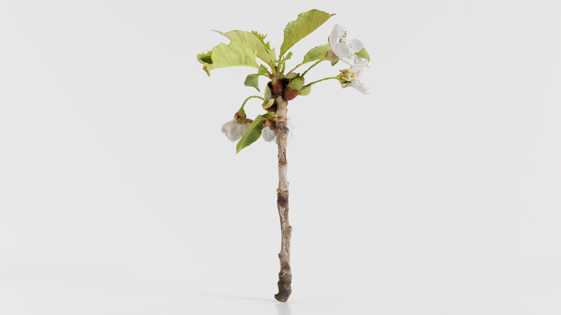 Prunus Avium Wild Cherry Rosaceae Sprout 2 Remastered 3D Model ...