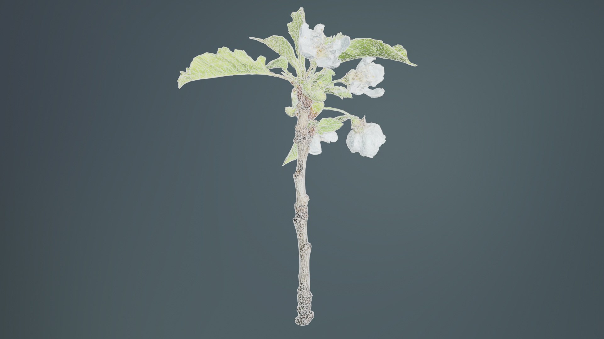 Prunus Avium Wild Cherry Rosaceae Sprout 2 Remastered 3D Model ...