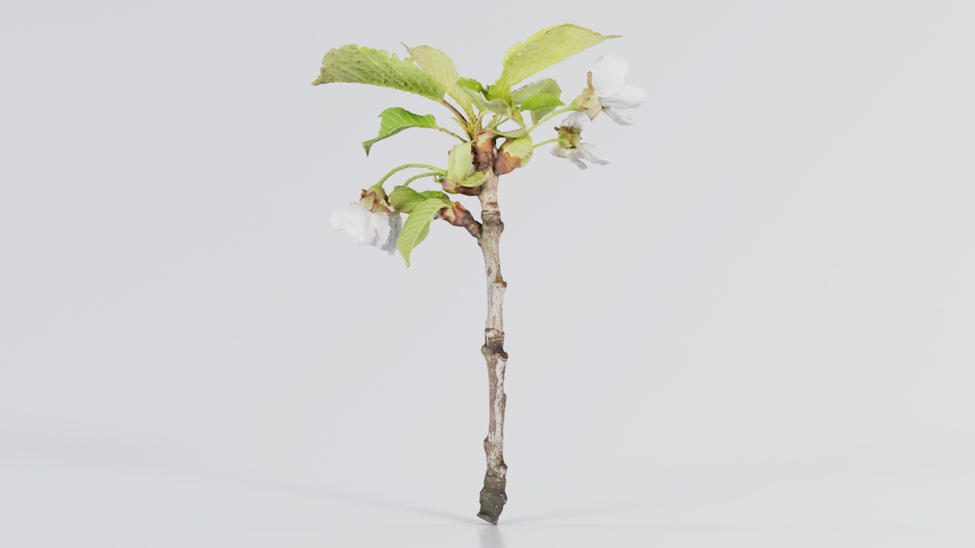 Prunus Avium Wild Cherry Rosaceae Sprout 2 Remastered 3D Model ...