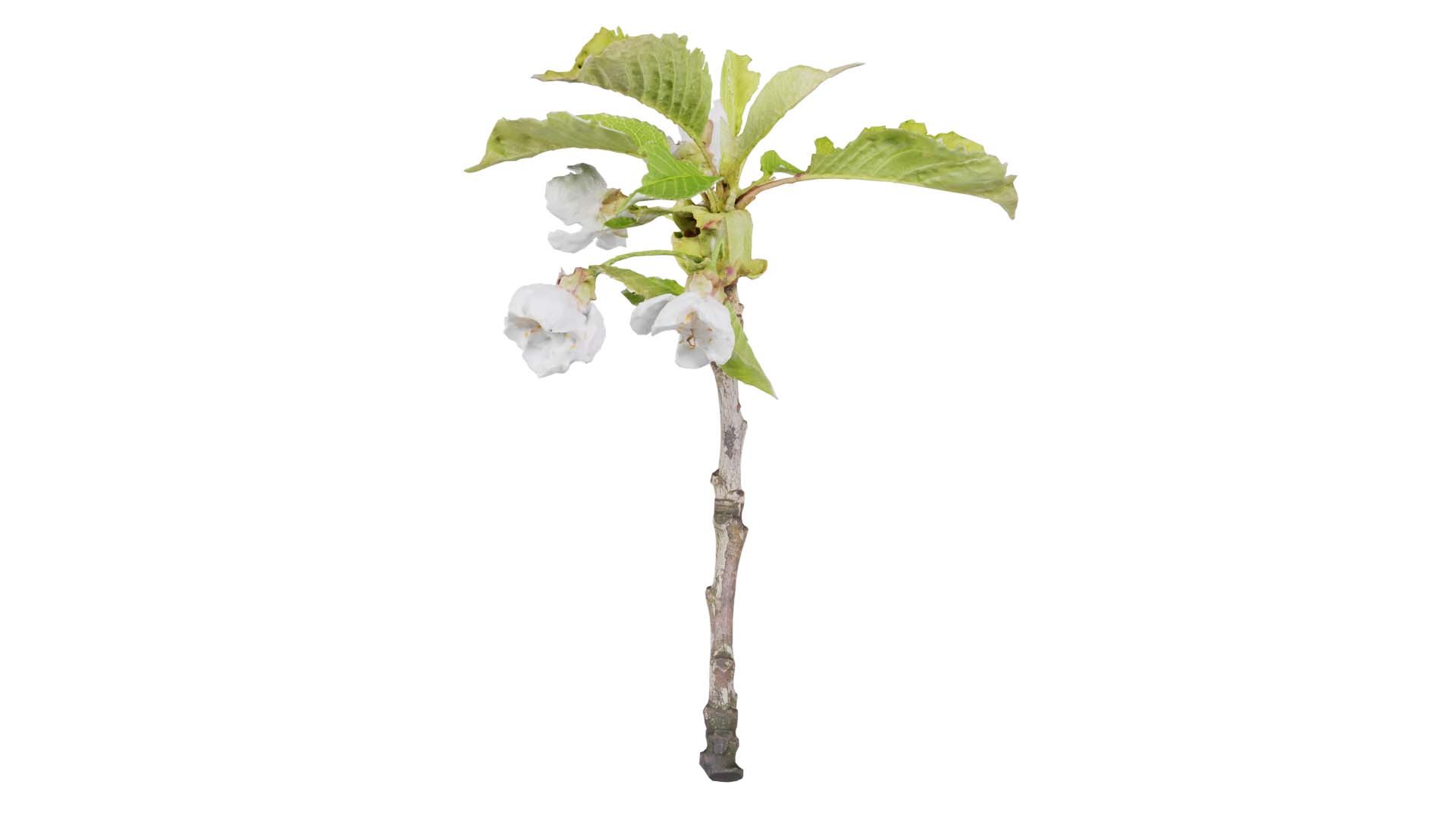 Prunus Avium Wild Cherry Rosaceae Sprout 2 Remastered 3D Model ...