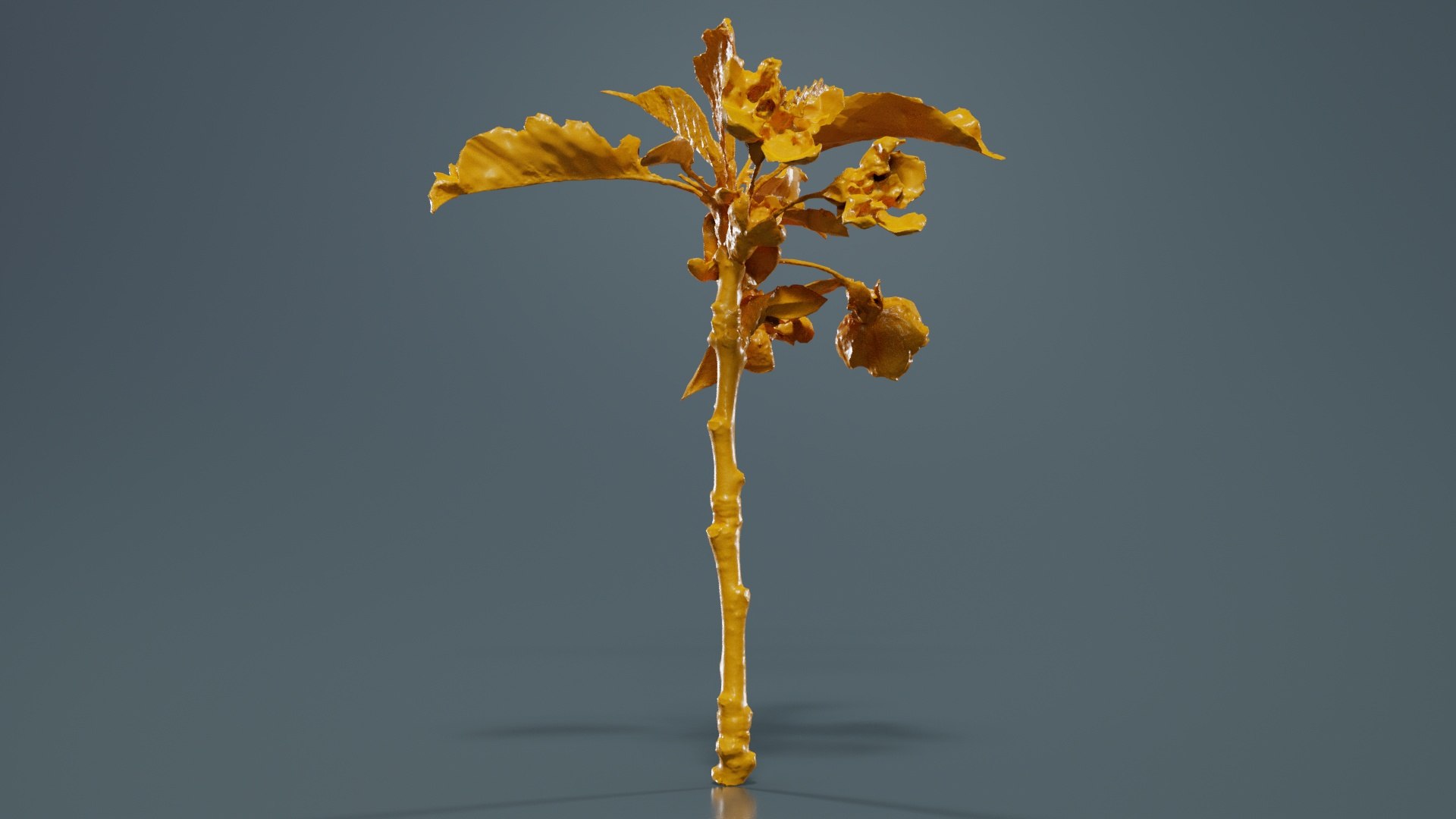 Prunus Avium Wild Cherry Rosaceae Sprout 2 Remastered 3D Model ...