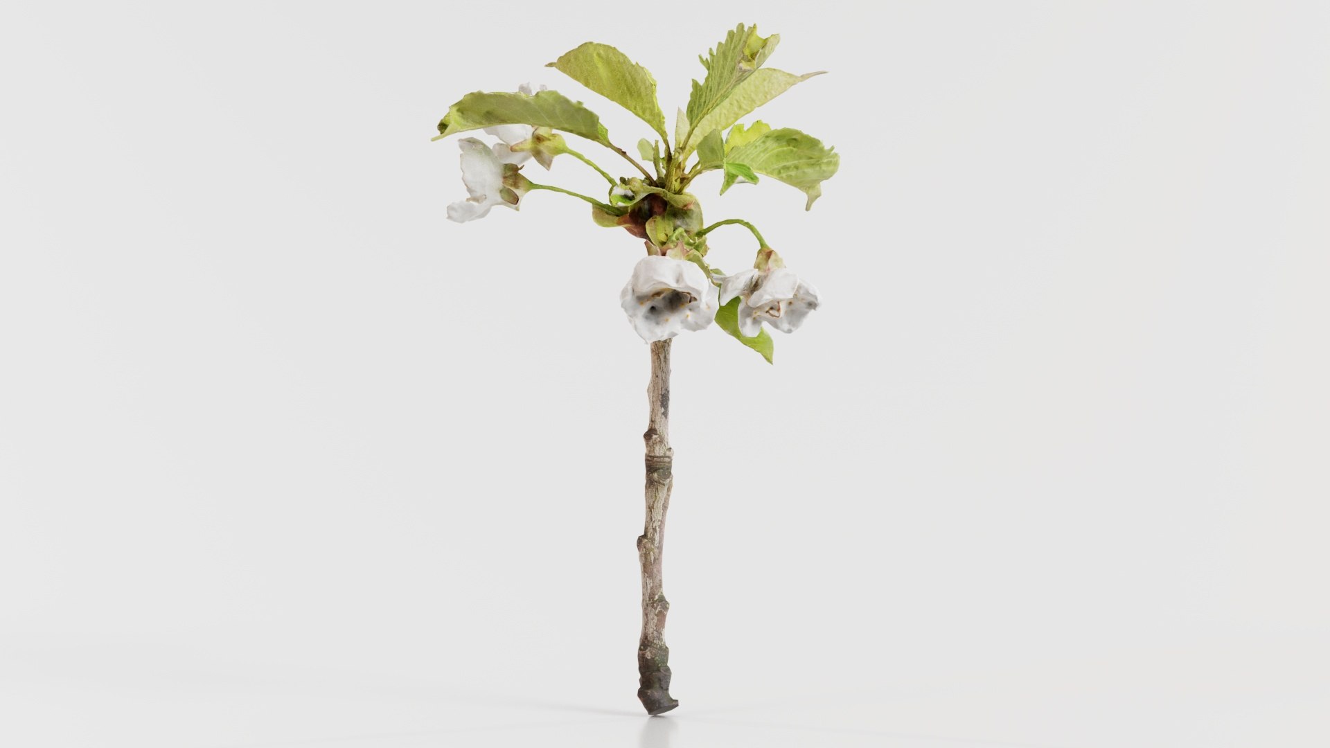 Prunus Avium Wild Cherry Rosaceae Sprout 2 Remastered 3D Model ...