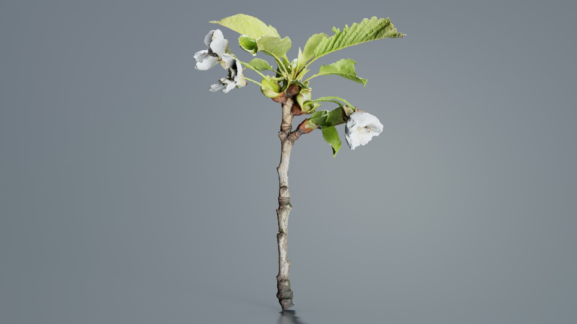 Prunus Avium Wild Cherry Rosaceae Sprout 2 Remastered 3D Model ...