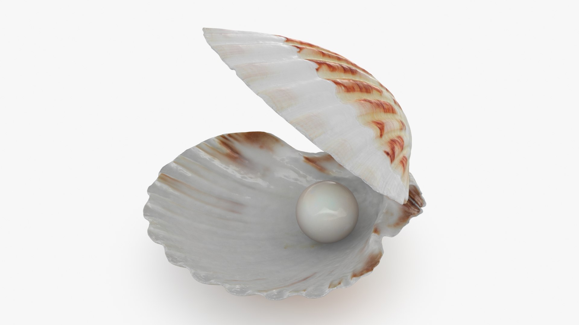 Clam Shell Pearl 02 3D Model - TurboSquid 2223923
