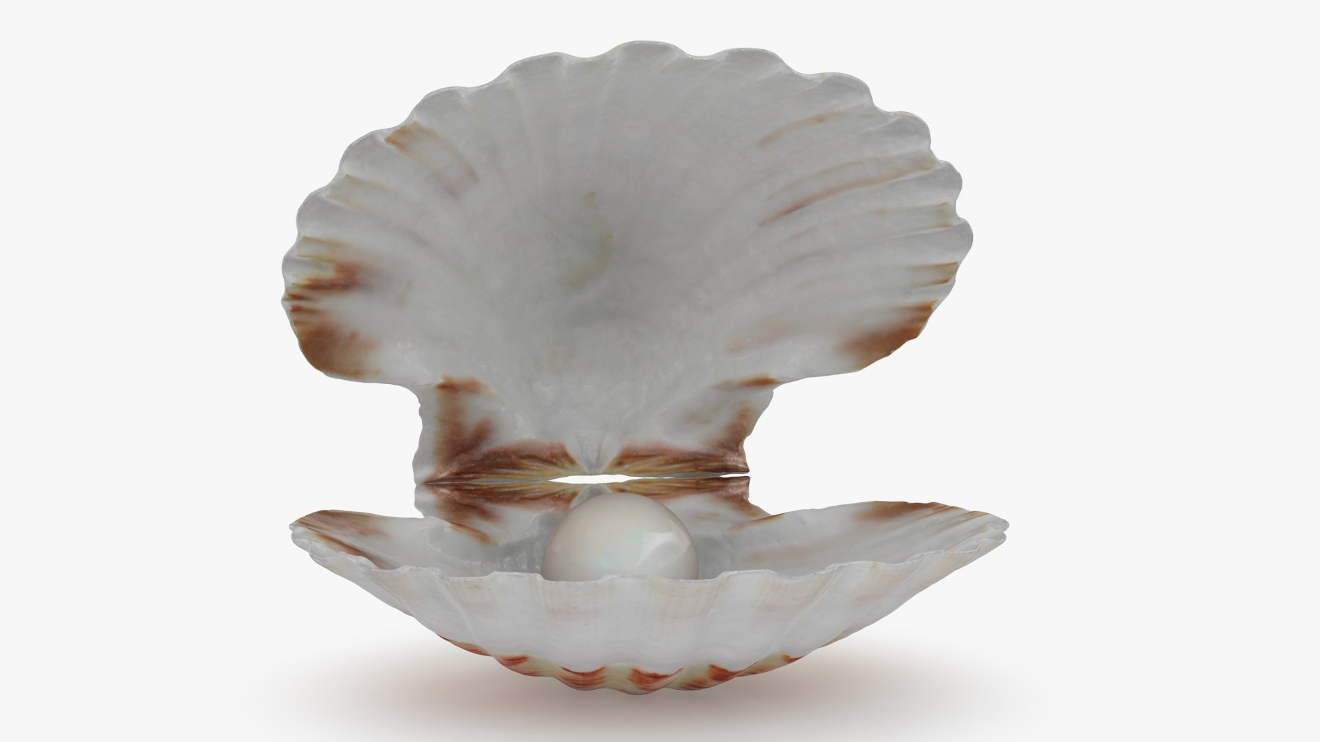 Clam Shell Pearl 02 3D Model - TurboSquid 2223923