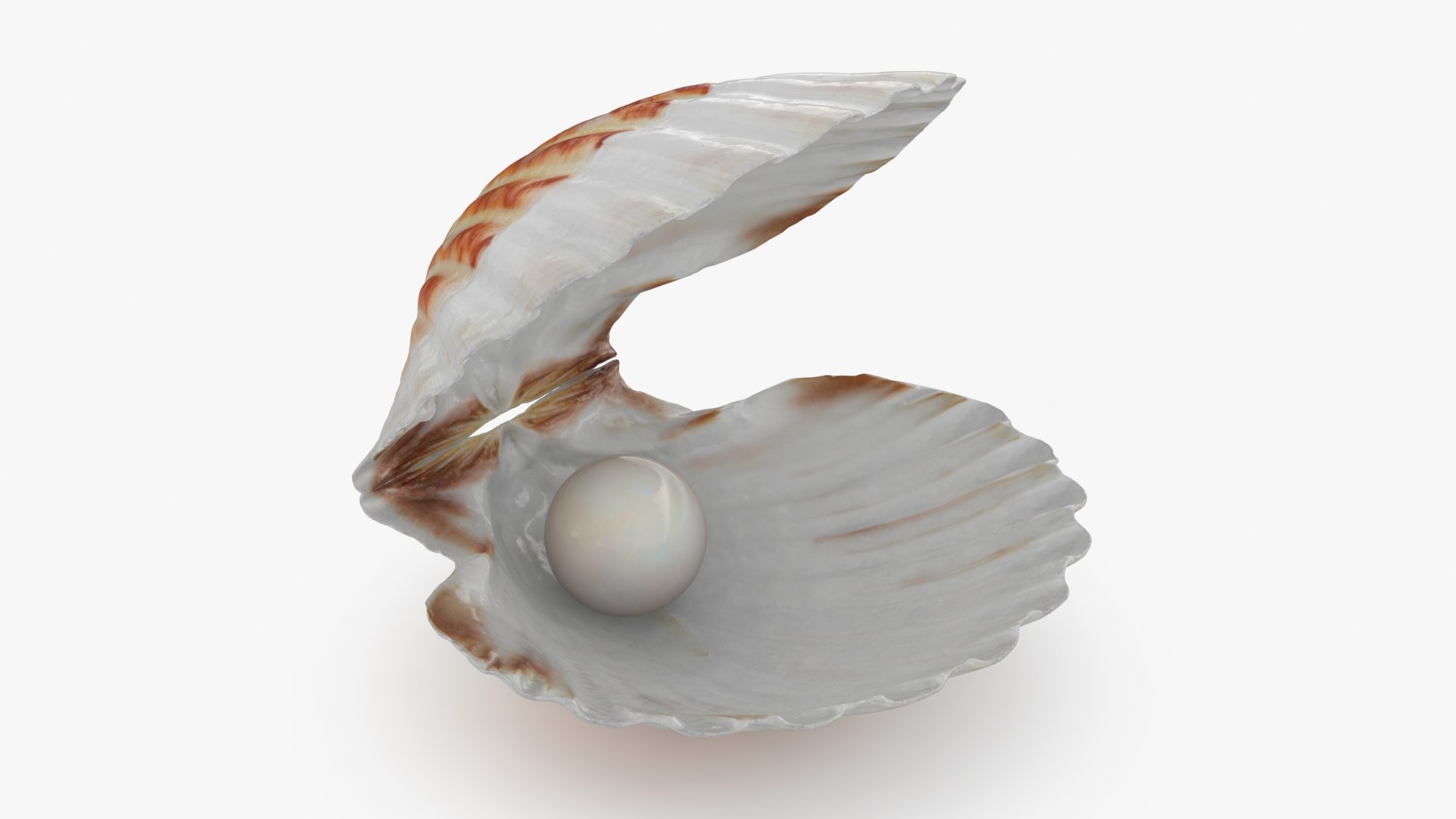 Clam Shell Pearl 02 3D Model - TurboSquid 2223923