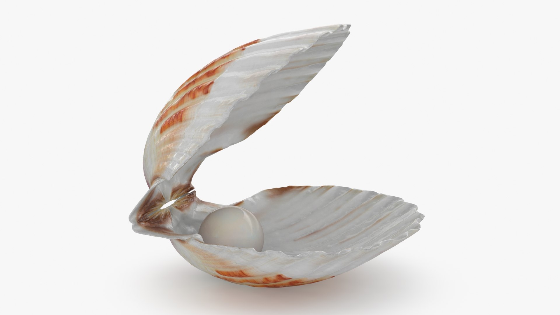 Clam Shell Pearl 02 3D Model - TurboSquid 2223923