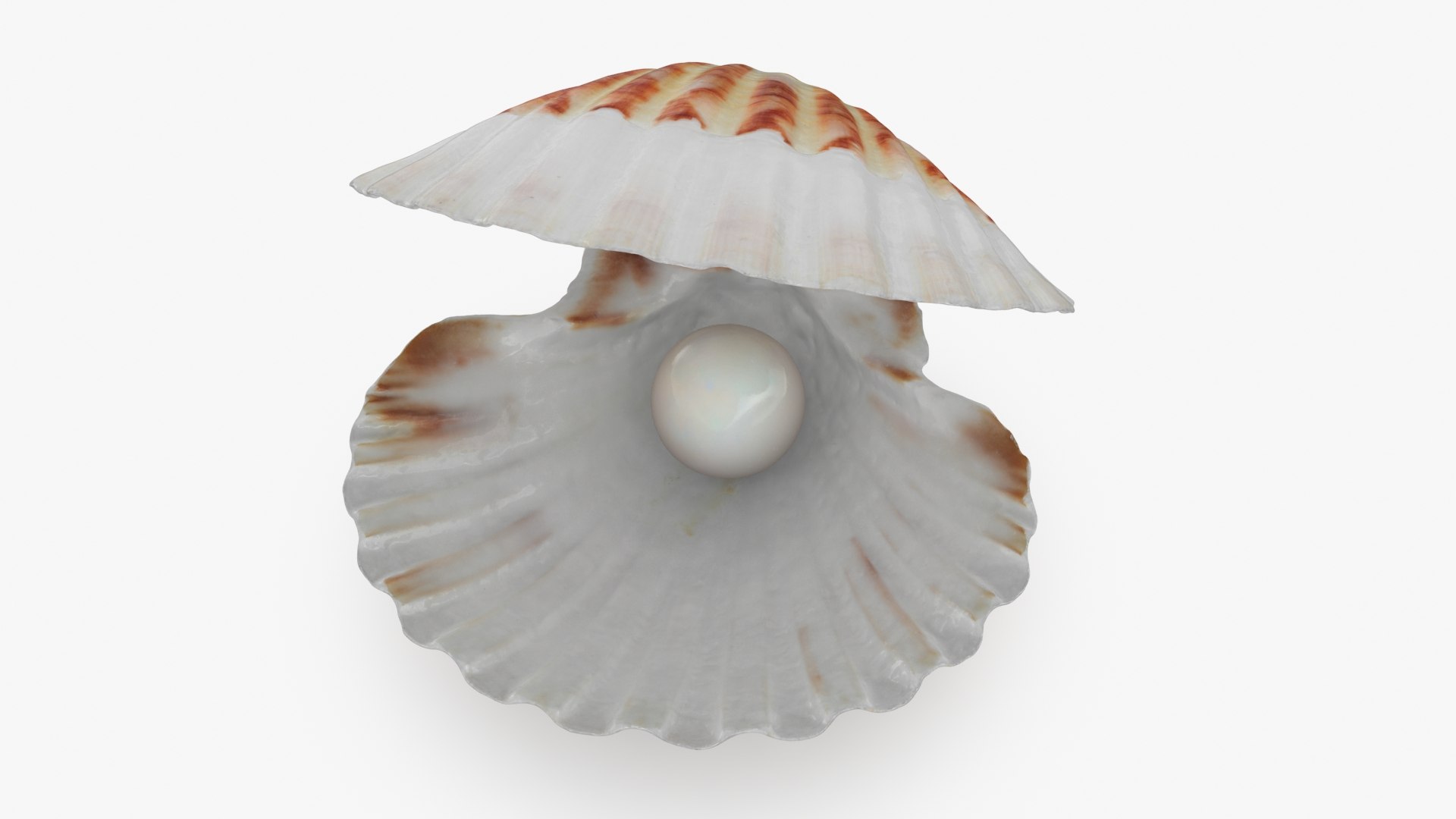 Clam Shell Pearl 02 3D Model - TurboSquid 2223923