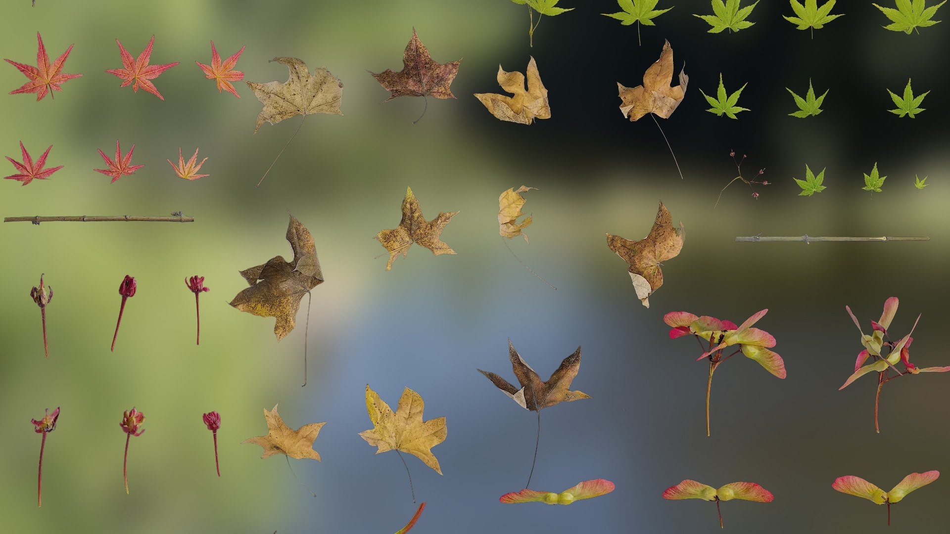 Acer Palmatum Atlas Textures Pack Model - TurboSquid 2316268