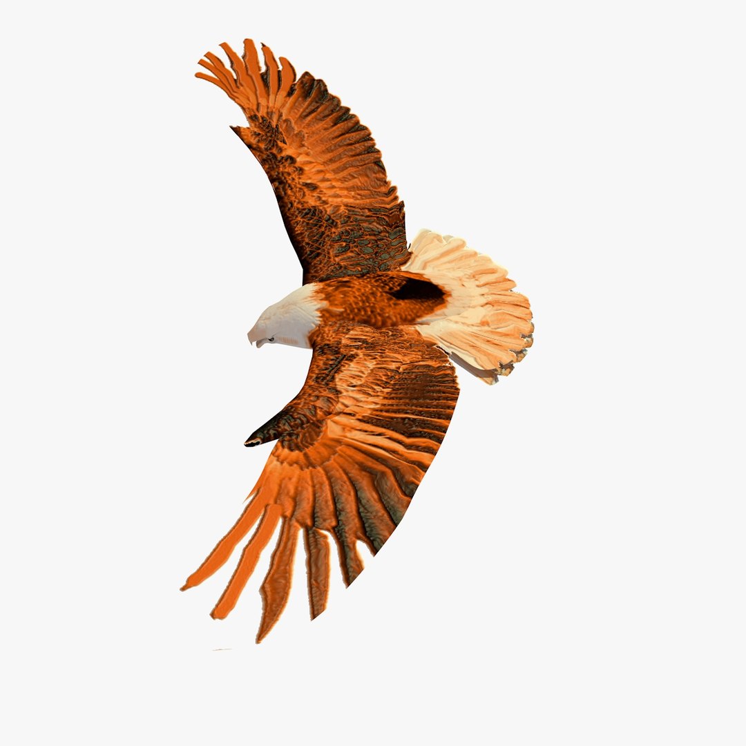 C4d Flying Golden Eagle Animation