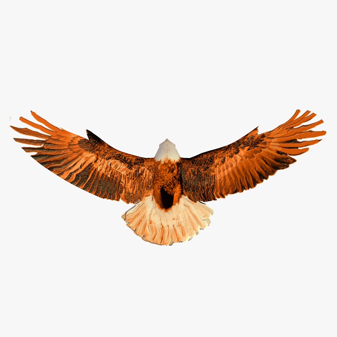 C4d Flying Golden Eagle Animation