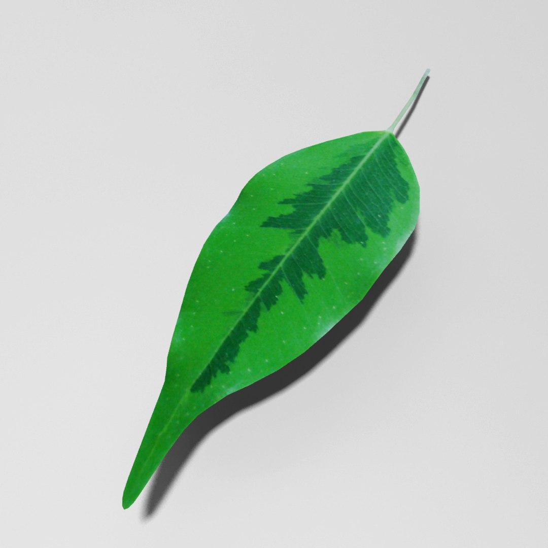 3d Nature Leaf