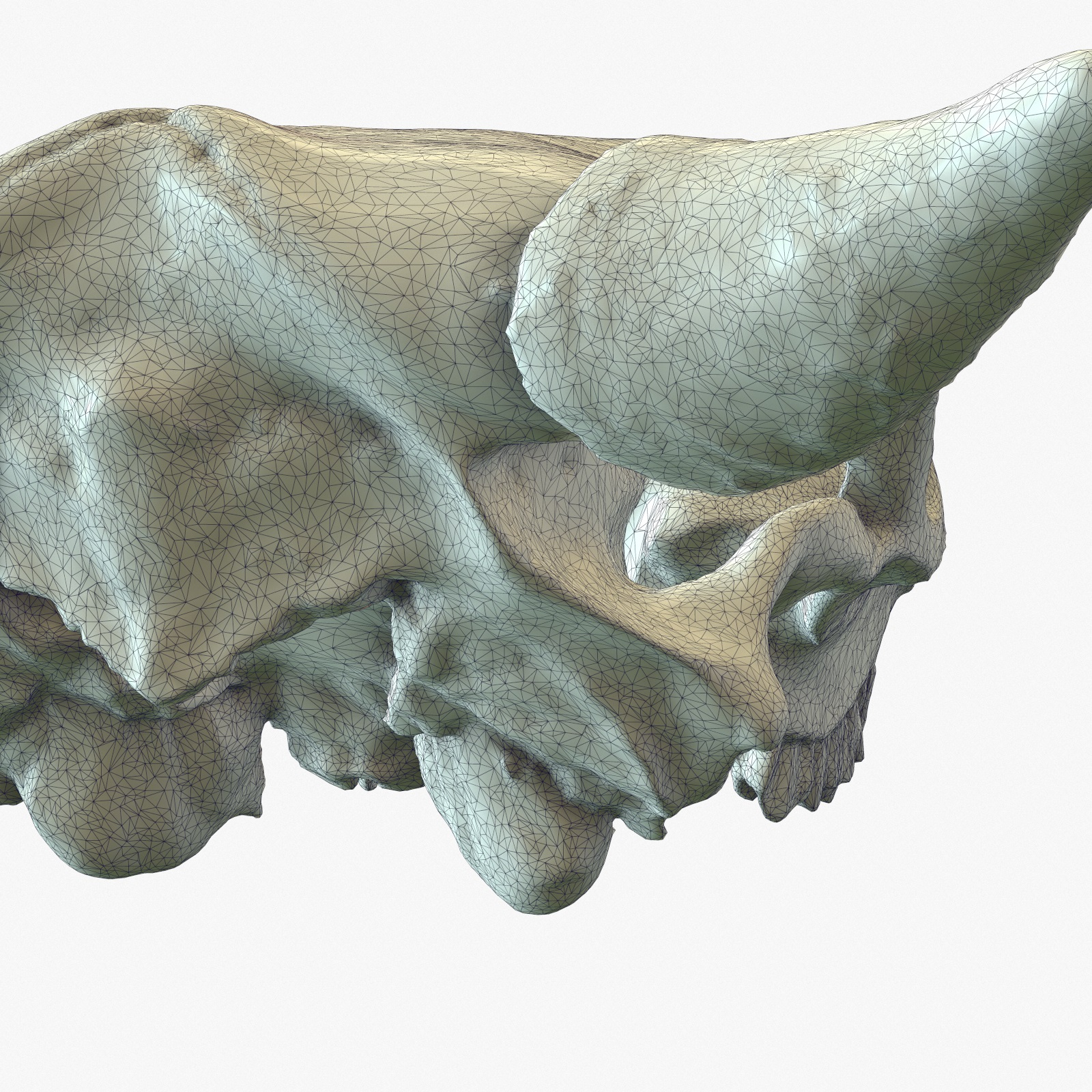 3d cow skull 2 model