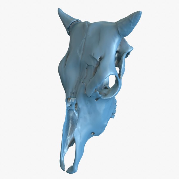 3d cow skull 2 model