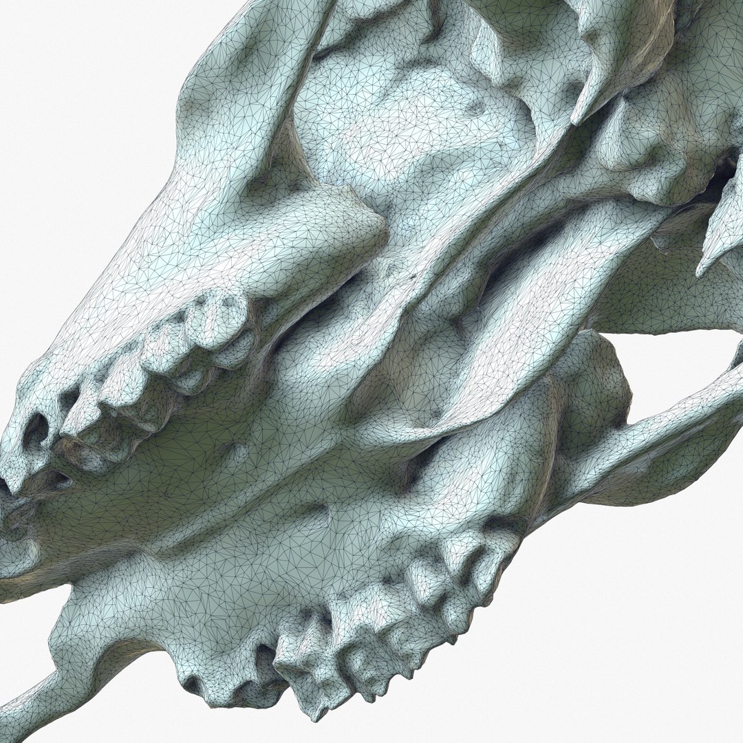 3d Cow Skull 2 Model